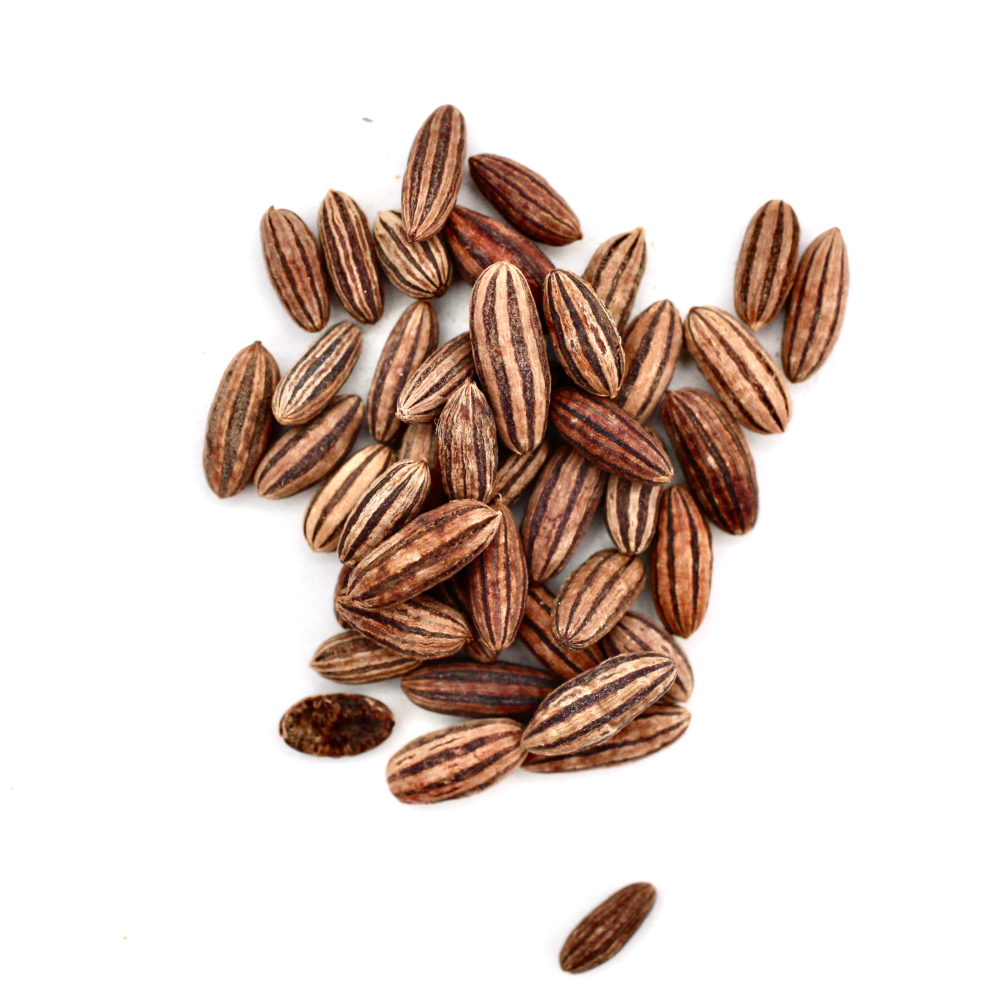 Baumsamen für dein Pflanz-Projekt – meinwoody.de